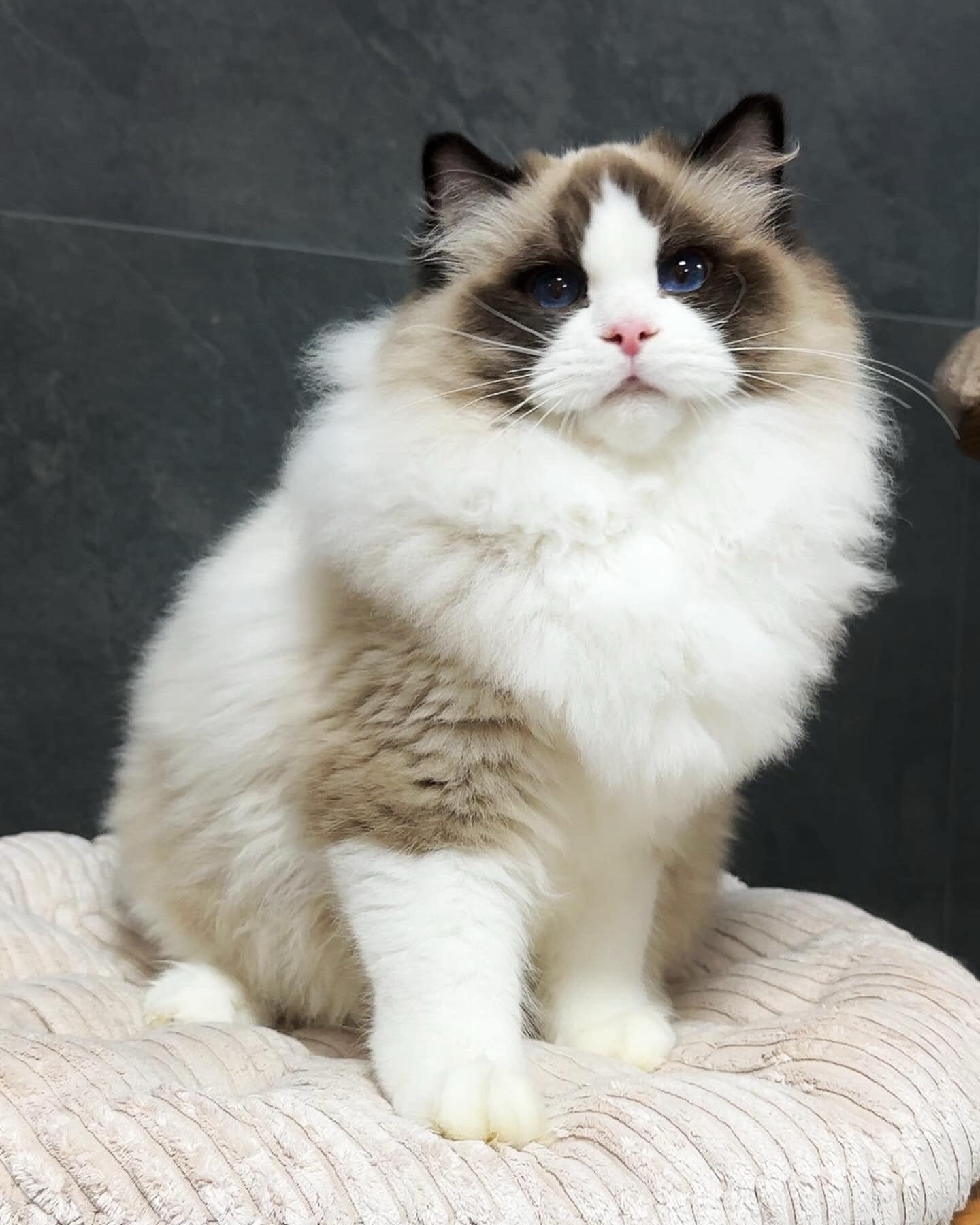 PL*Senissima-Cat Luke Skywalker – Kontessa Ragdoll